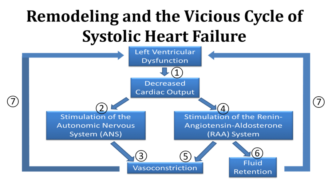 The Heart Failure Syndrome | Executive Electrocardiogram Education