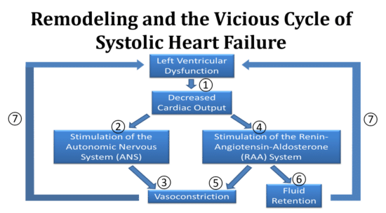 The Heart Failure Syndrome | Executive Electrocardiogram Education